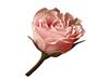 Second Life Marketplace - Solitaire Pink Rose