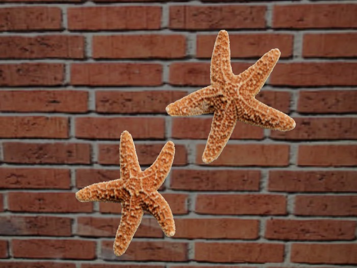 Second Life Marketplace - Sea Stars (Real Pic)
