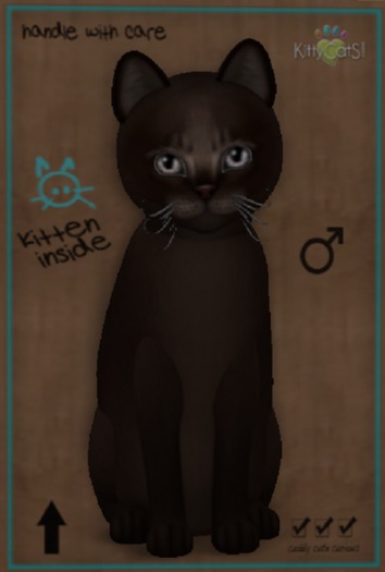 Second Life Marketplace - C0276 B4T Abyssinian - Dark Chocolate FLUFFY ...