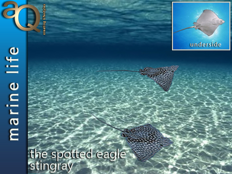 Second Life Marketplace - aQ Full Set of Stingrays