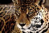 Second Life Marketplace - WK BRAZILIAN JAGUAR - **LEVEL 30 ALMOND ...