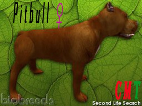 Second Life Marketplace - Pitbull female
