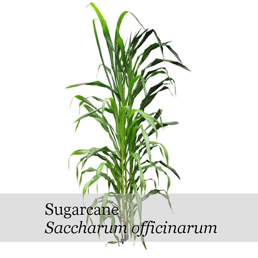 Second Life Marketplace - Sugarcane - Saccharum officinarum