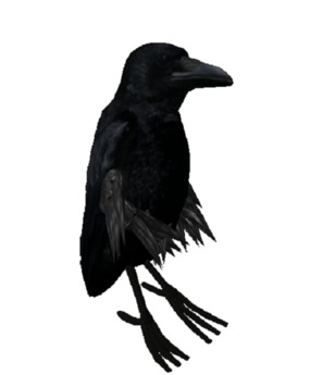 Second Life Marketplace - Funny Friendly Raven Full Avatar (BOXED)