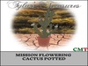 Second Life Marketplace - .:TT:. MISSION FLOWERING CACTUS POTTED BOX