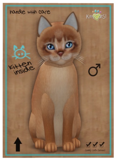 Second Life Marketplace - KittyCatS Box - Abyssinian - Cinnamon