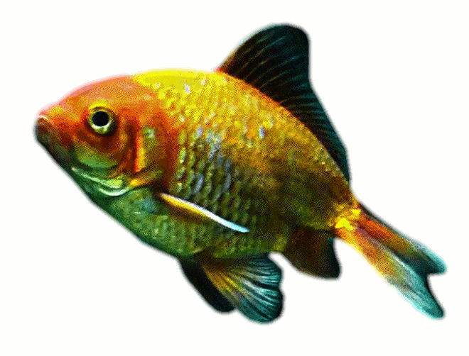 Second Life Marketplace - Sanna Goldfish Floating Alpha MP