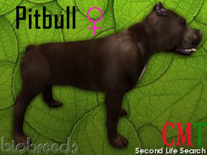 Second Life Marketplace - Pitbull female