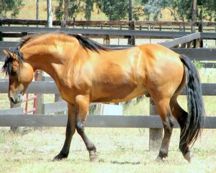Second Life Marketplace - Kiger Mustang Shape