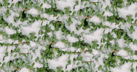 Second Life Marketplace - Seamless texture snow on plants ground