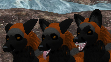 Second Life Marketplace - WereHouse Critters CrossFox V3 (Quadruped Avatar)