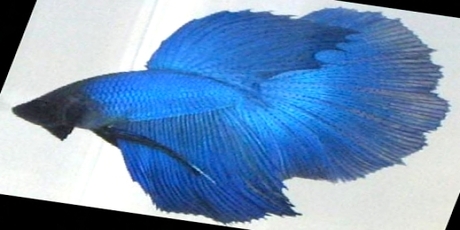 Second Life Marketplace - ***Flexi Blue Beta***