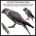 Second Life Marketplace - Full Perm Columbarius Falcon - Boxed