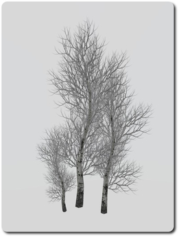 Second Life Marketplace - 1 Prim Mesh Birch Tree Seasons Change Set 20 ...