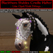Second Life Marketplace - [BTS-TH-Andy] Lilac Opal Criollo Halter (boxed)