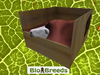 Second Life Marketplace - BB Exotic Box Female