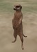 Second Life Marketplace - Meerkat Suricata mesh avatar