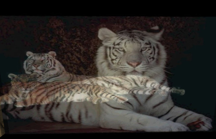 Second Life Marketplace - Tiger,175
