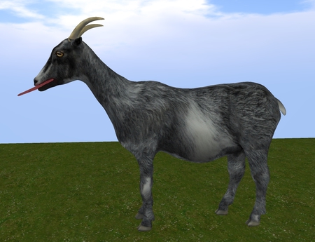 Second Life Marketplace - goat mesh
