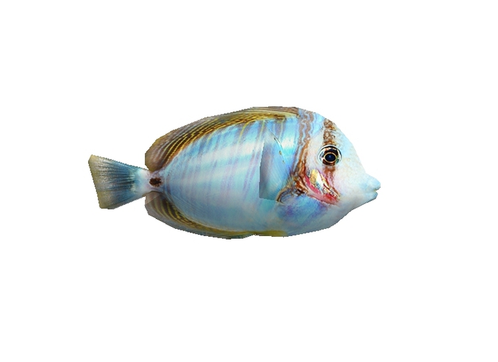 Second Life Marketplace - Mesh Tropical Light Blue fish swims in circle