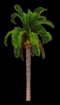 Second Life Marketplace - Sanna Large Palm Tree Alpha MP