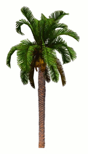 Second Life Marketplace - Sanna Large Palm Tree Alpha MP
