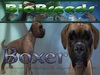 Second Life Marketplace - BioBreeds (BB) Dog FEMALE Boxer STARTER (Boxed)