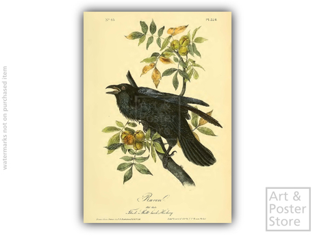 Second Life Marketplace - RAVEN Vintage Audubon Birds Of America Print ...