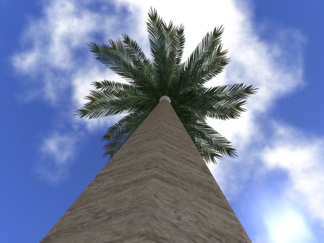 Second Life Marketplace - Miami palm tree