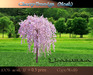 Second Life Marketplace - Cherry-Tree-tga (Mesh)
