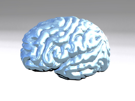 Second Life Marketplace - [Px] Silver Brain {mesh}