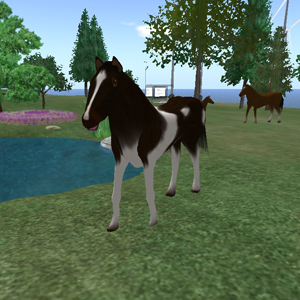 Second Life Marketplace - Stable Horse, B/W Pinto animated