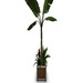 Second Life Marketplace - Huxley Planter Palm, Ginger and Fern