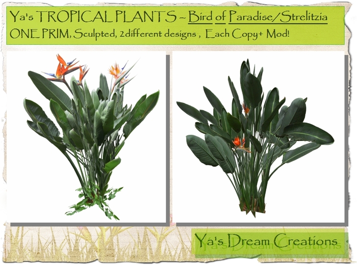 Second Life Marketplace - *Ya's* Strelitzia (Crane Flower,Bird of ...