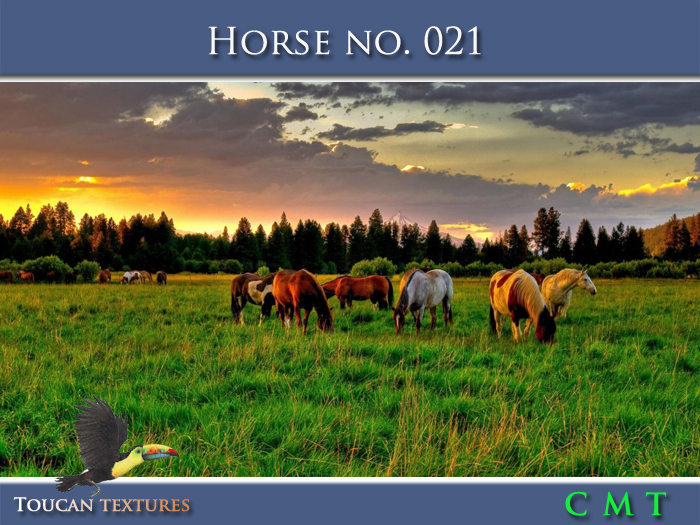 Second Life Marketplace - [Toucan Textures] Horse No. 021