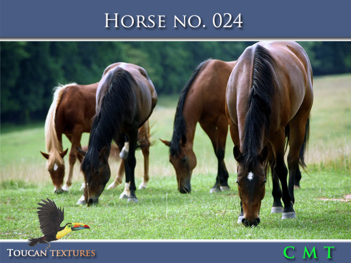 Second Life Marketplace - [Toucan Textures] Horse No. 024