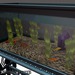 Second Life Marketplace - % Victorian Aquarium *MESH*