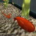 Second Life Marketplace - % Victorian Aquarium *MESH*