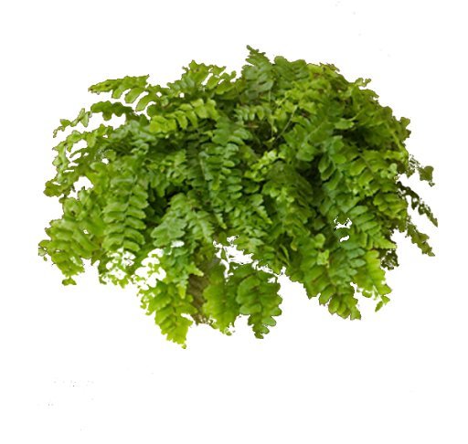 Second Life Marketplace - FULL PERMS Flower Plant Fern #1a Texture ...