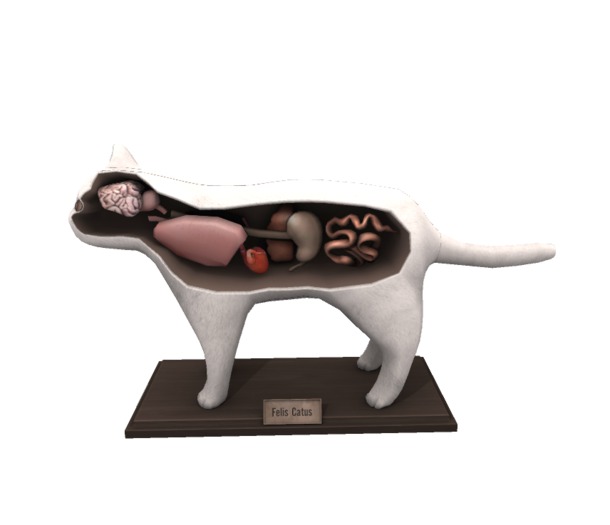 Second Life Marketplace - NOMAD // Cat Anatomy Model
