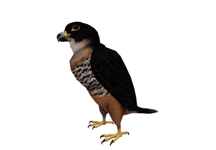 Second Life Marketplace - JIAN Avian Arcana 14. Orange Breasted Falcon ...