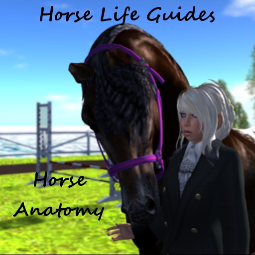 Second Life Marketplace - Horse Life Guides: Anatomy