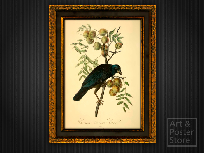 Second Life Marketplace - AMERICAN CROW Vintage Audubon Print | Gold ...
