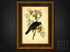 Second Life Marketplace - AMERICAN CROW Vintage Audubon Print | Gold ...