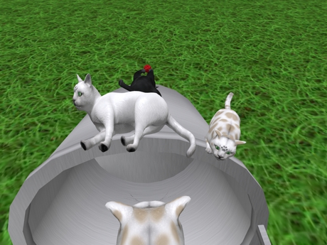 Second Life Marketplace - Mesh Playing Cat Family
