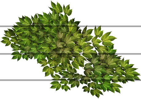 Second Life Marketplace - #28 ALPHA IVY TEXTURES. + (5 SEAMLESS IVY ...