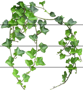 Second Life Marketplace - #28 ALPHA IVY TEXTURES. + (5 SEAMLESS IVY ...