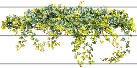 Second Life Marketplace - #28 ALPHA IVY TEXTURES. + (5 SEAMLESS IVY ...
