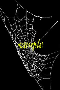 Second Life Marketplace - #40 ALPHA SPIDER WEB TEXTURES + 4 SPIDER ...
