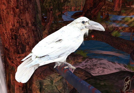 Second Life Marketplace - Mused Falconry - White Raven